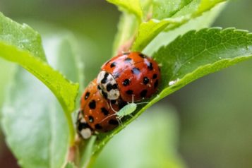 Aphids – How To Identify And Control Them - Sumo Gardener