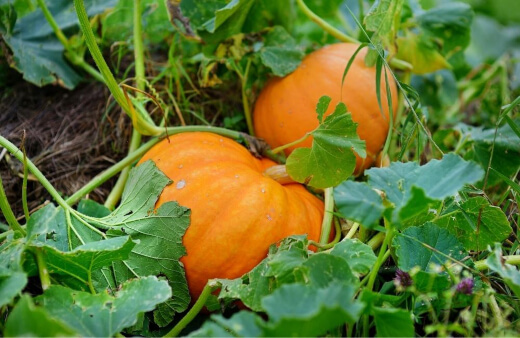 7 Best Fertilizer for Pumpkins for 2025 | Application Guide