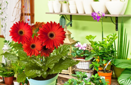 Gerbera Daisy | How to Grow & Care Guide - Sumo Gardener