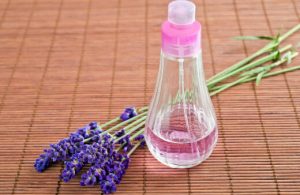 6 Best Natural Spider Repellents for Your Home and Garden