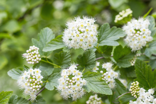 Spirea – Ultimate Growing and Care Guide - Sumo Gardener