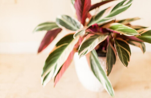 Calathea Triostar | Ultimate Grow & Care Guide - Sumo Gardener