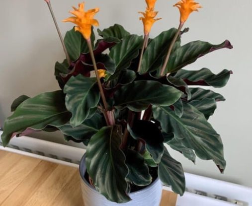 Calathea Crocata – Eternal Flame Plant Growing Guide