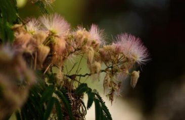 Mimosa Tree (Albizia Julibrissi) Complete Growing Guide - Sumo Gardener