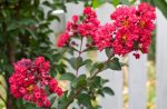 Crepe Myrtle (Lagerstroemia) Growing & Care Guide - Sumo Gardener