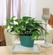 How To Propagate Pothos At Home (In Water and Soil)