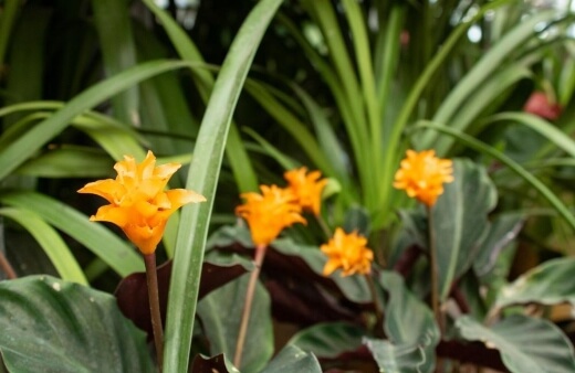 Calathea Crocata – Eternal Flame Plant Growing Guide