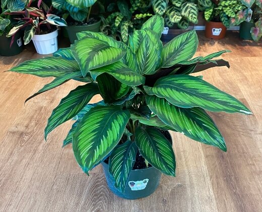 Calathea Beauty Star Care and Growing Guide - Sumo Gardener
