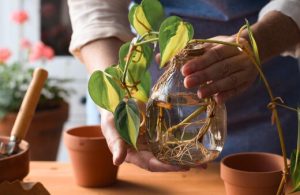 How To Propagate Pothos At Home (In Water and Soil)