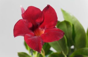 Mandevilla | How to Grow and Care Guide - Sumo Gardener