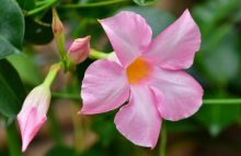 Mandevilla | How to Grow and Care Guide - Sumo Gardener
