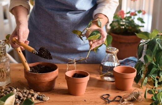 How to Take Plant Cuttings | Ultimate Propagation Guide