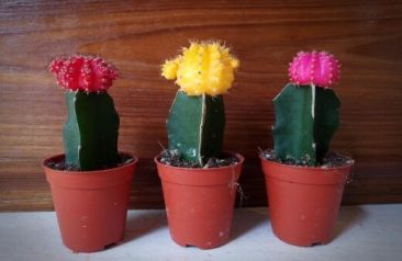 Moon Cactus | How to Grow & Care Guide - Sumo Gardener