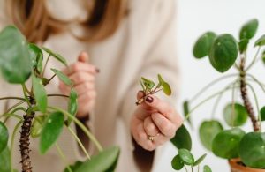 How to Take Plant Cuttings | Ultimate Propagation Guide