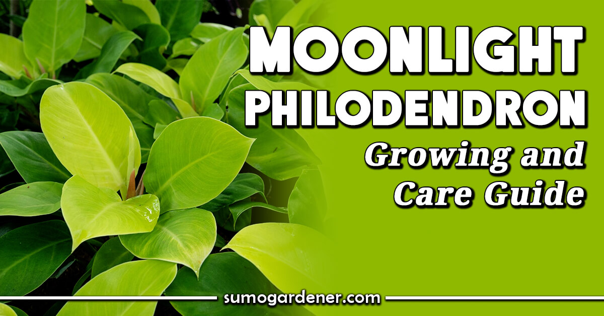 Moonlight Philodendron Growing & Care Guide - Sumo Gardener