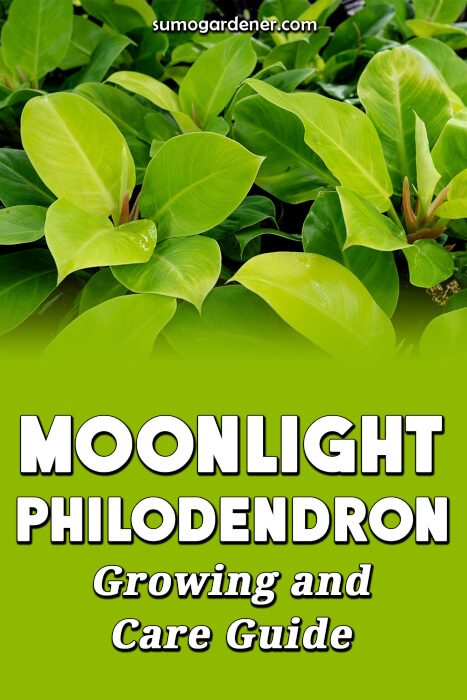 Moonlight Philodendron Growing & Care Guide - Sumo Gardener