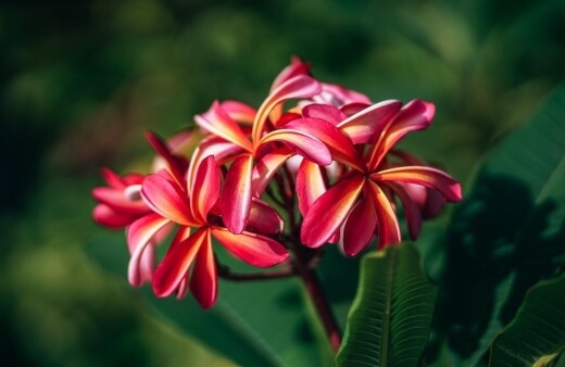Plumeria Rubra | Red Frangipani Growing & Care Guide