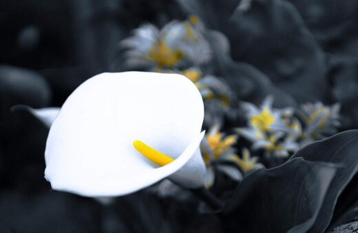 Calla Lily – How to Grow and Care Guide - Sumo Gardener