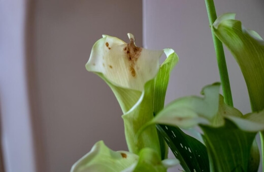 Calla Lily – How to Grow and Care Guide - Sumo Gardener