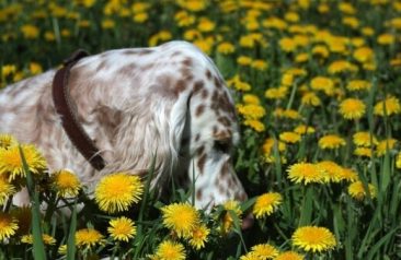 7 Edible Plants Dogs Can Eat - Sumo Gardener