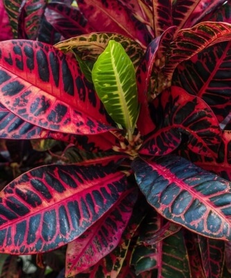 Croton Plants | Ultimate Growing and Care Guide - Sumo Gardener
