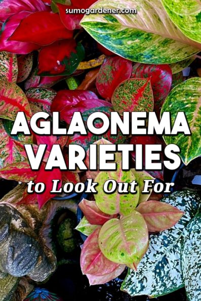 50 Aglaonema Varieties to Look Out For - Sumo Gardener