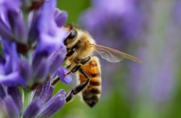Types of Bees | Your Guide to Understanding Bees - Sumo Gardener