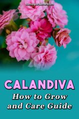 Calandiva | How to Grow and Care Guide - Sumo Gardener