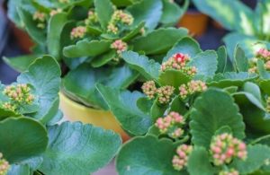 Calandiva | How to Grow and Care Guide - Sumo Gardener