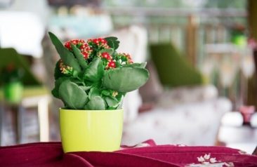 Calandiva | How to Grow and Care Guide - Sumo Gardener