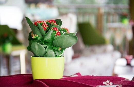 Calandiva | How to Grow and Care Guide - Sumo Gardener