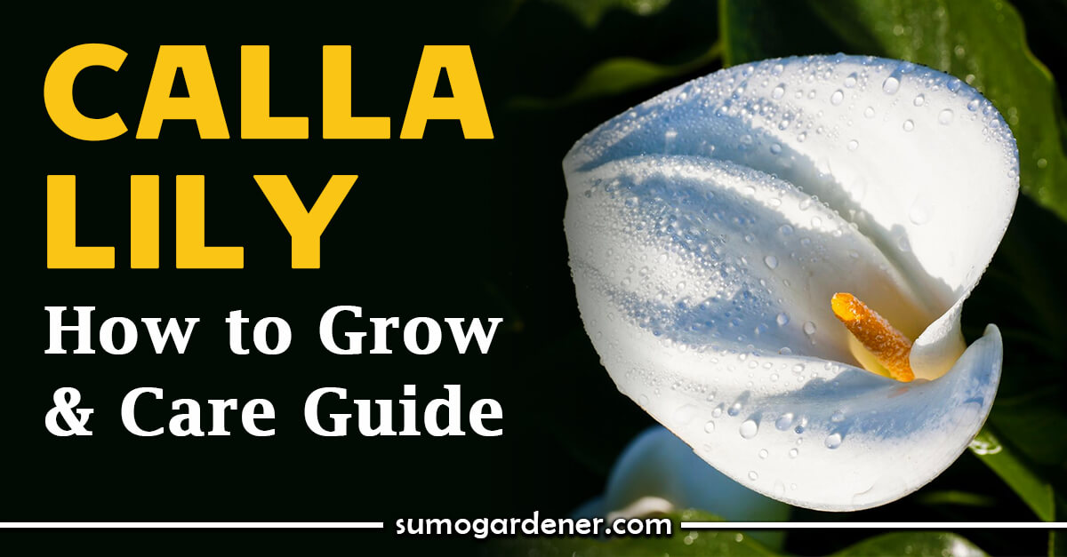 Calla Lily – How to Grow and Care Guide - Sumo Gardener