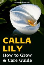 Calla Lily – How to Grow and Care Guide - Sumo Gardener