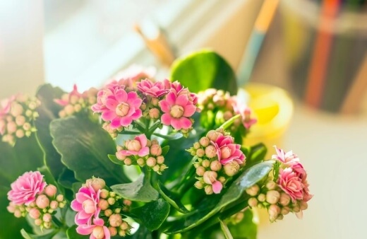 Calandiva | How to Grow and Care Guide - Sumo Gardener