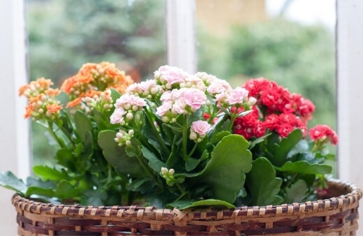 Calandiva | How to Grow and Care Guide - Sumo Gardener