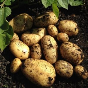 How to Grow Potatoes At Home - Sumo Gardener