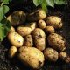 How to Grow Potatoes At Home - Sumo Gardener