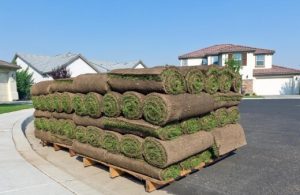 New Sod Care Guide – When to Mow, Water and Fertilize