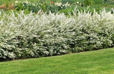 Spirea – Ultimate Growing and Care Guide - Sumo Gardener