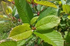 How to Grow Mitragyna Speciosa Plants - Sumo Gardener