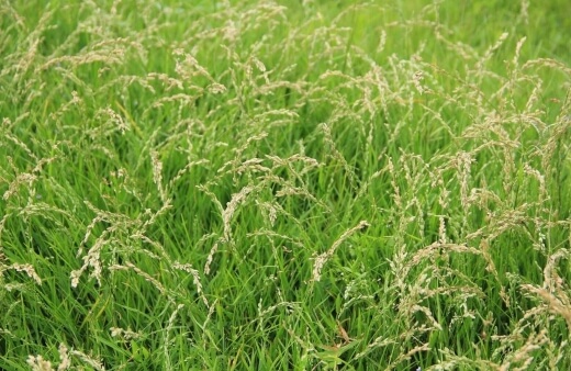 How to Grow Grass – Ultimate Grass Growing & Care Guide