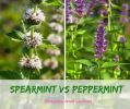 Spearmint vs Peppermint: What's the Difference?