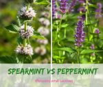 Spearmint vs Peppermint: What's the Difference?