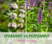 Spearmint vs Peppermint: What's the Difference?