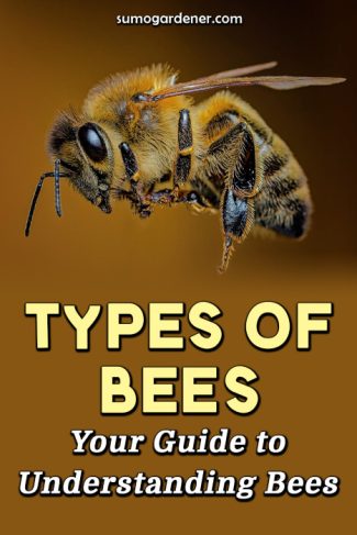 Types of Bees | Your Guide to Understanding Bees - Sumo Gardener