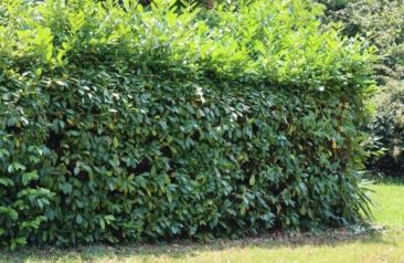 9 Fastest Growing Hedging Plants for Your Garden