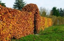 Beech Hedging | How To Grow And Sculpt A Thick Hedge - Sumo Gardener