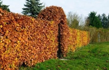 Beech Hedging | How To Grow And Sculpt A Thick Hedge - Sumo Gardener
