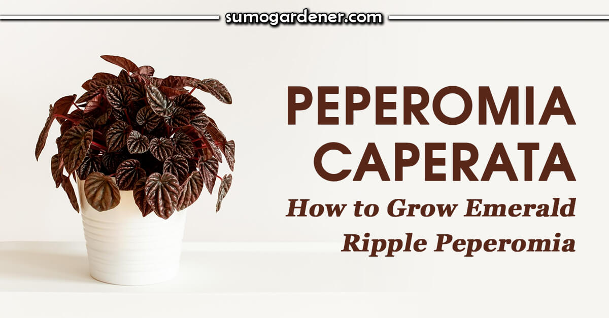 Peperomia caperata – How to Grow Emerald Ripple Peperomia