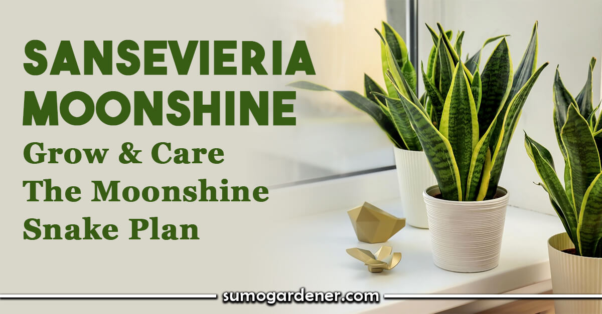 Sansevieria Moonshine | Grow and Care The Moonshine Snake Plant - Sumo Gardener